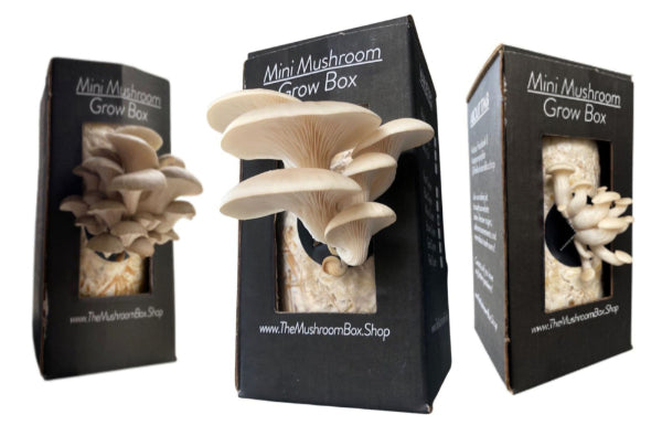 Products – The Mushroom Box