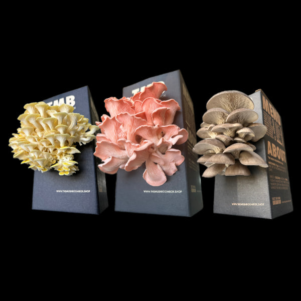 Mushroom Growing Kits South Africa | The Mushroom Box | To Your Door