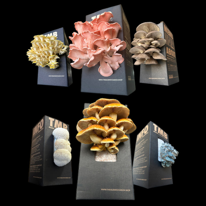 Mini Mushroom Box Collection – The Mushroom Box