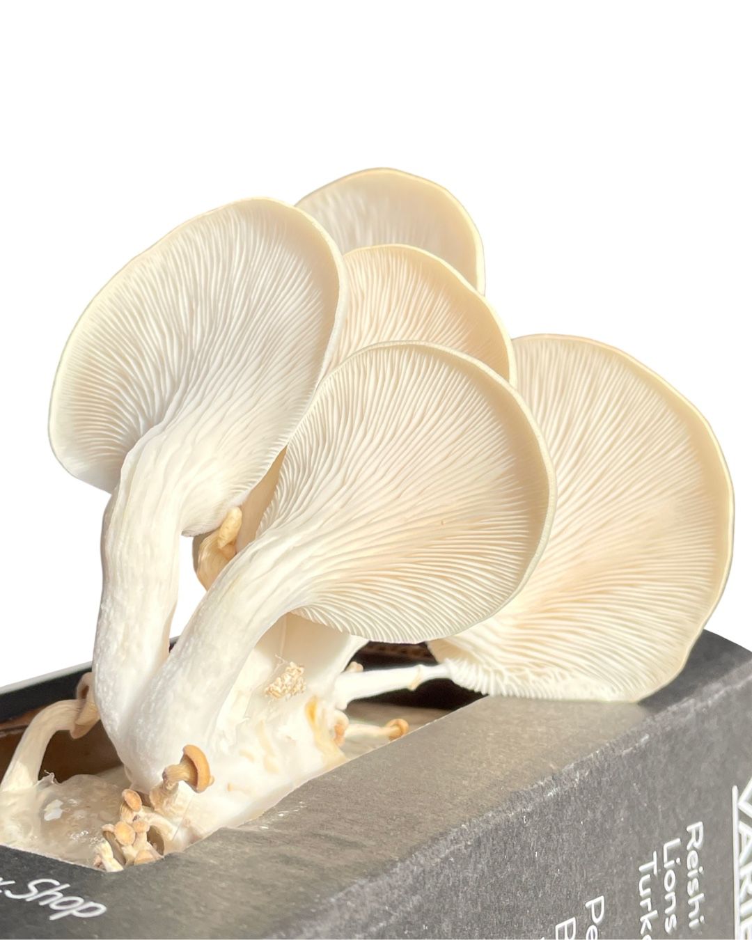 Products – The Mushroom Box