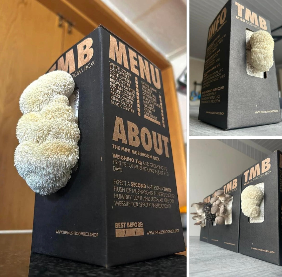 Mini Mushroom Box - Lions Mane Mushroom – The Mushroom Box