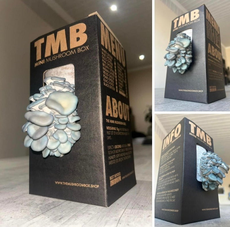 Products – The Mushroom Box