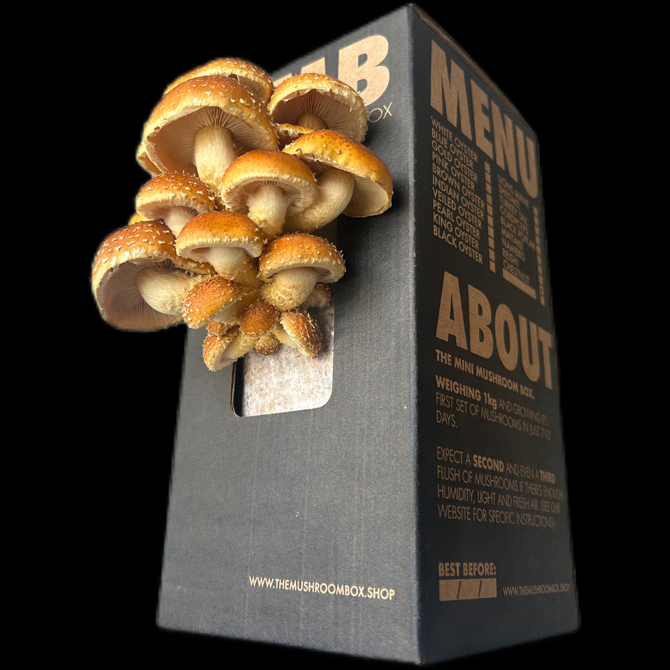 Mushroom Growing Kits South Africa | The Mushroom Box | To Your Door