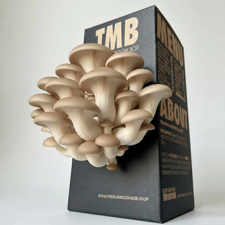 Mushroom Grow Boxes – The Mushroom Box