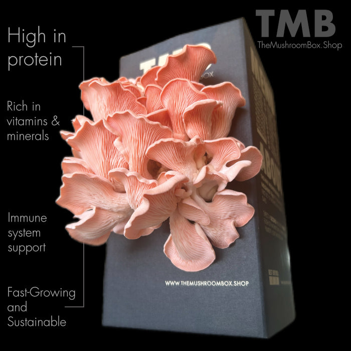 The Mushroom Box | Grow Box | Pink Oyster Mushroom kit