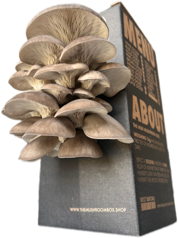 The Mushroom Box | Grow Box | Black Pearl Oyster Mushroom