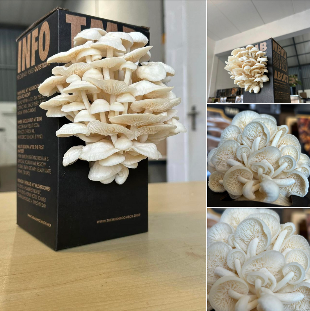 Products – The Mushroom Box