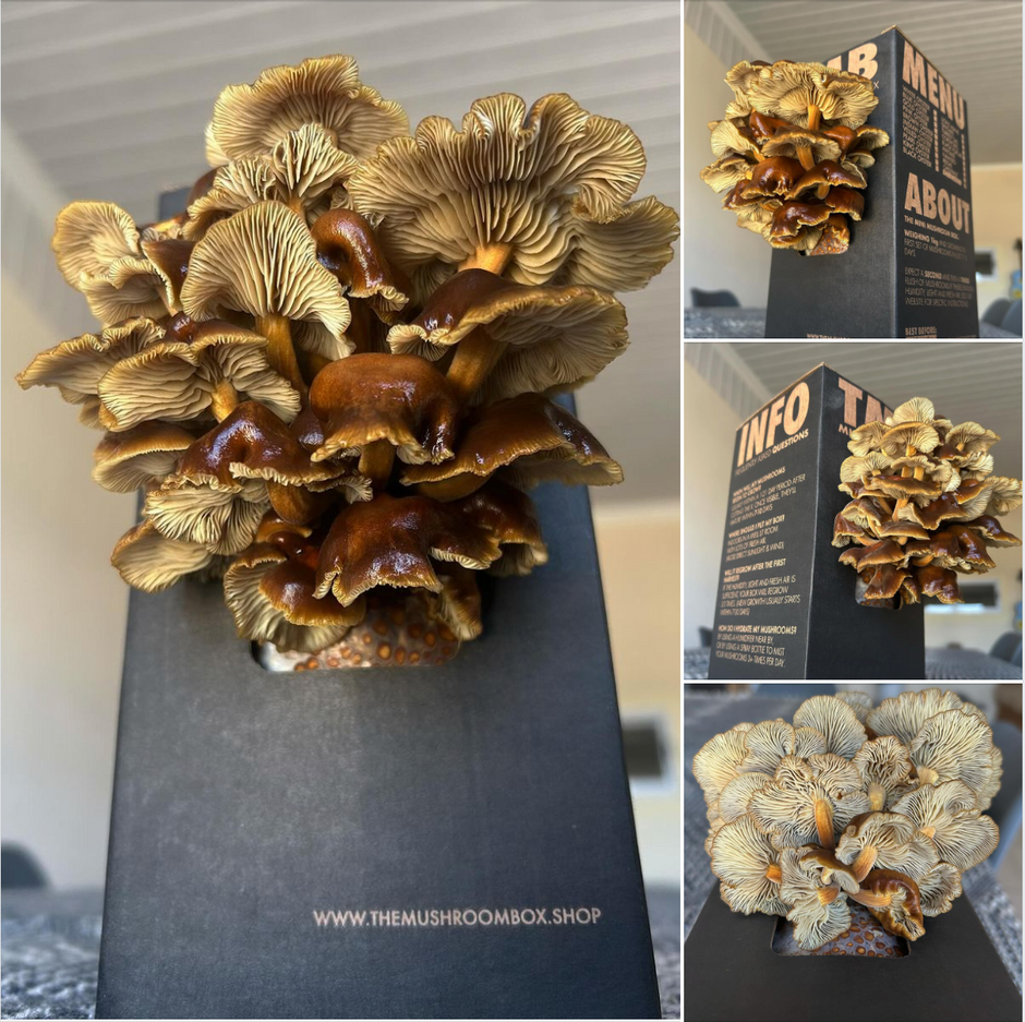 Products – The Mushroom Box