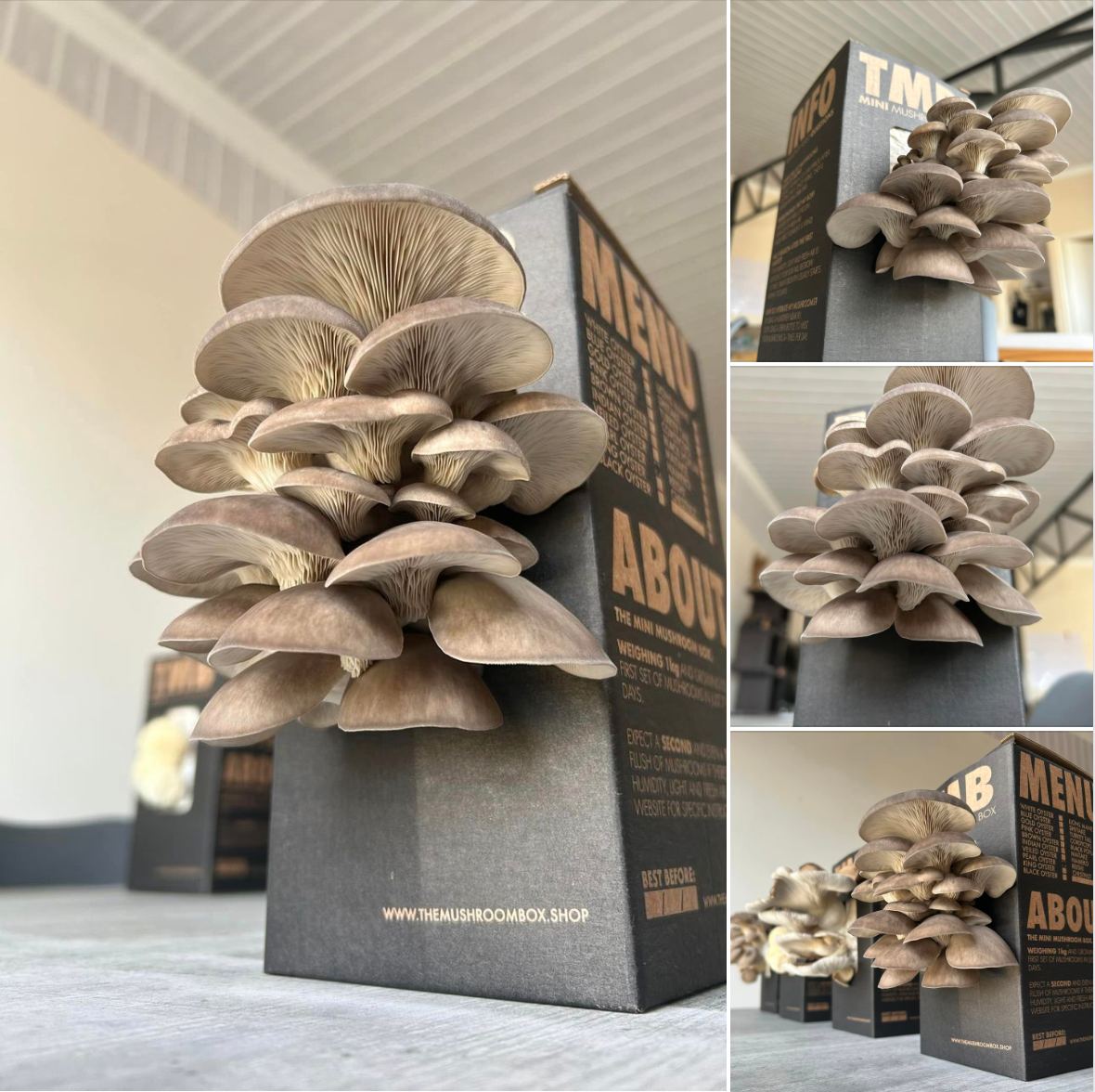 Products – The Mushroom Box