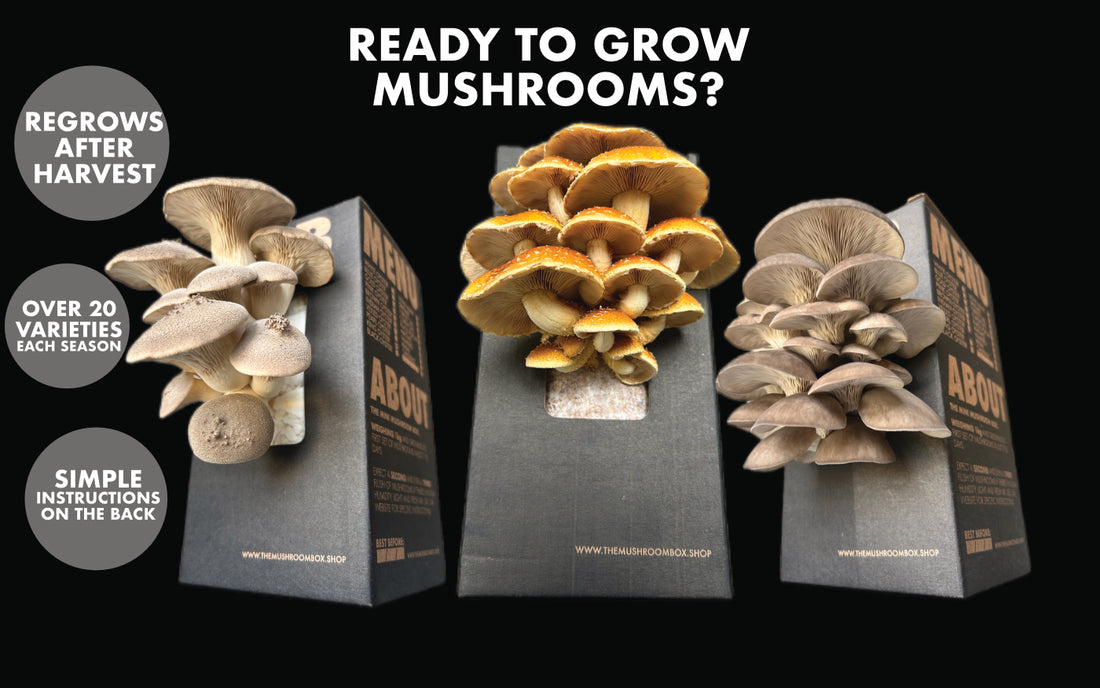 Products – The Mushroom Box
