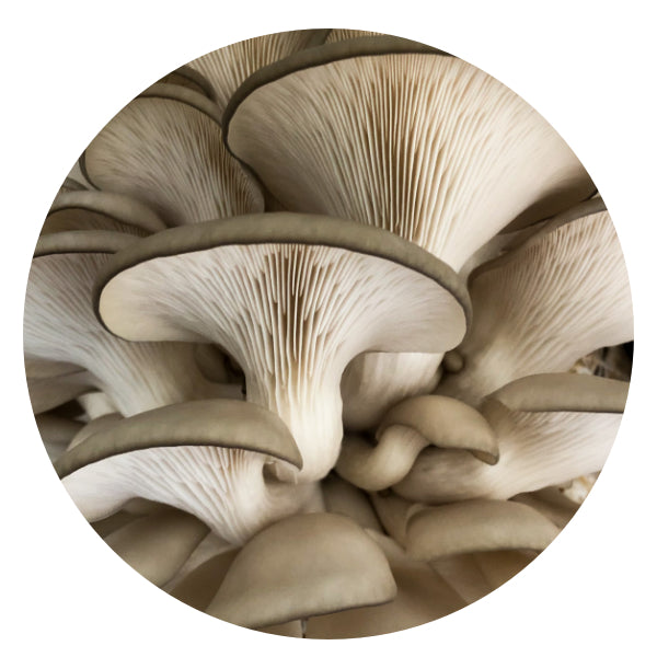 Products – The Mushroom Box