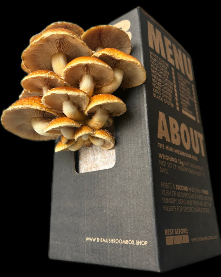Products – The Mushroom Box