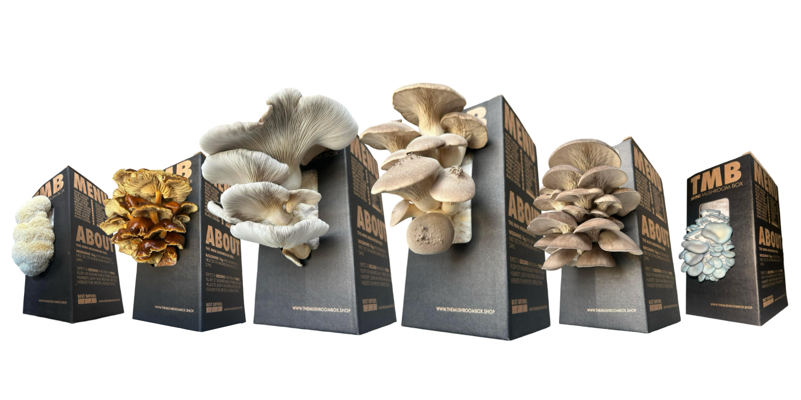 Mushroom Growing Kits South Africa | The Mushroom Box | Cape Town