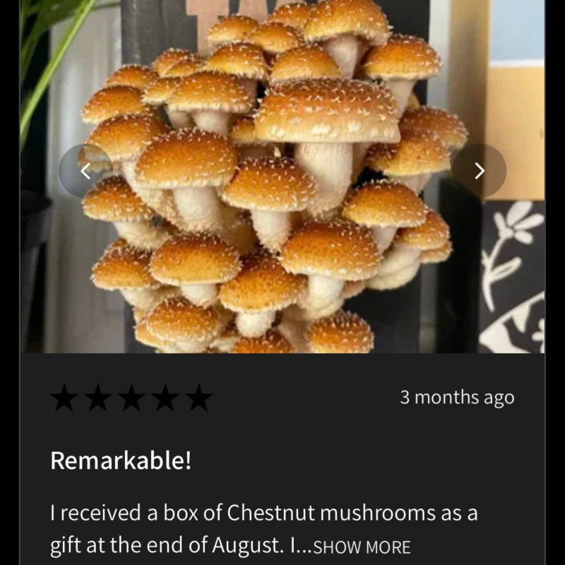 The Mushroom Box | Grow Box | Chestnut Mushroom