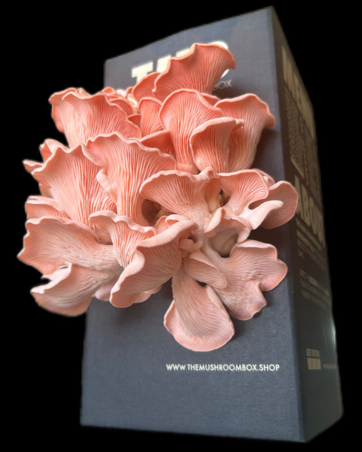The Mushroom Box | Grow Box | Pink Oyster Mushroom kit