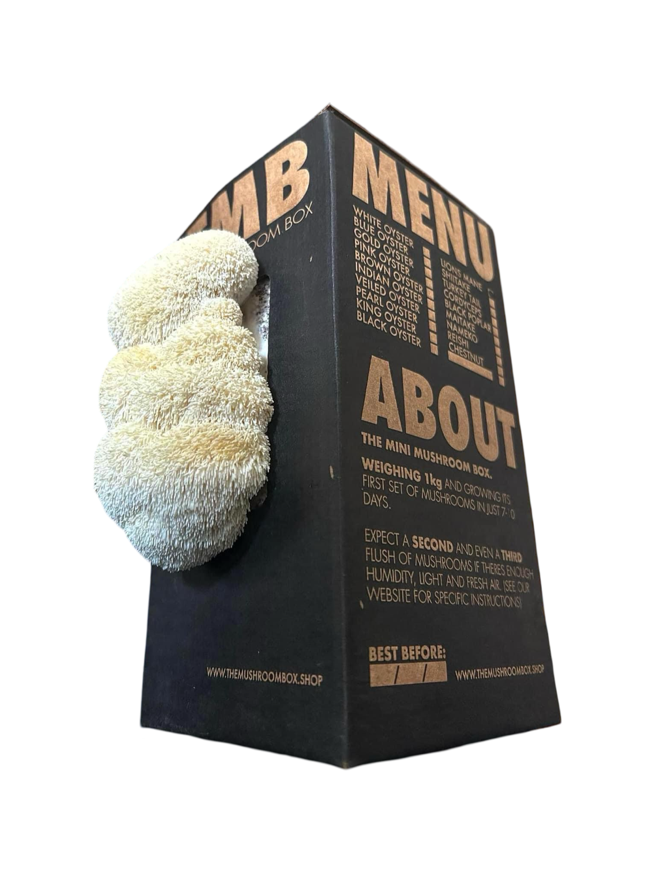 Mushroom Growing Kits South Africa | The Mushroom Box | Cape Town