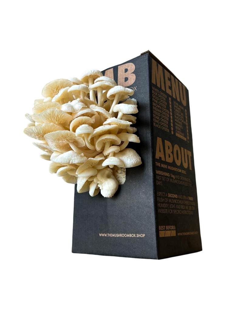 Products – The Mushroom Box