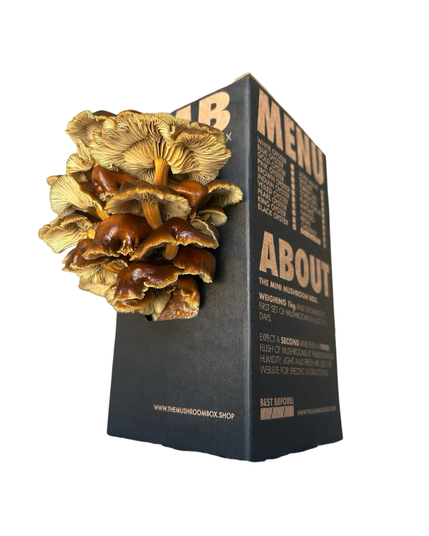 Mushroom Growing Kits South Africa | The Mushroom Box | Cape Town