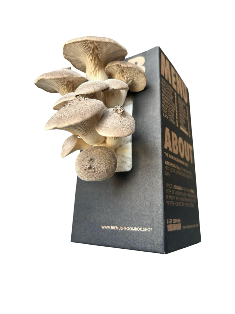 Products – The Mushroom Box