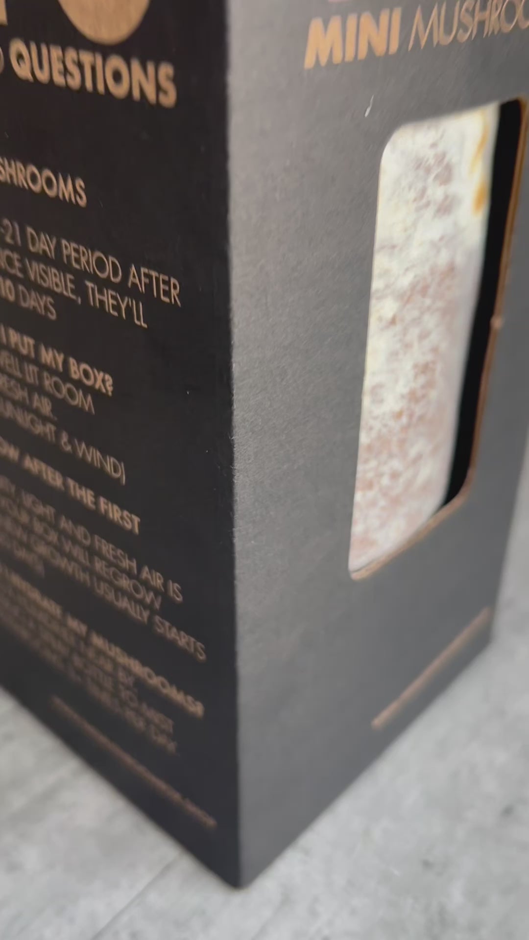 Mini Mushroom Box - Lions Mane Mushroom – The Mushroom Box